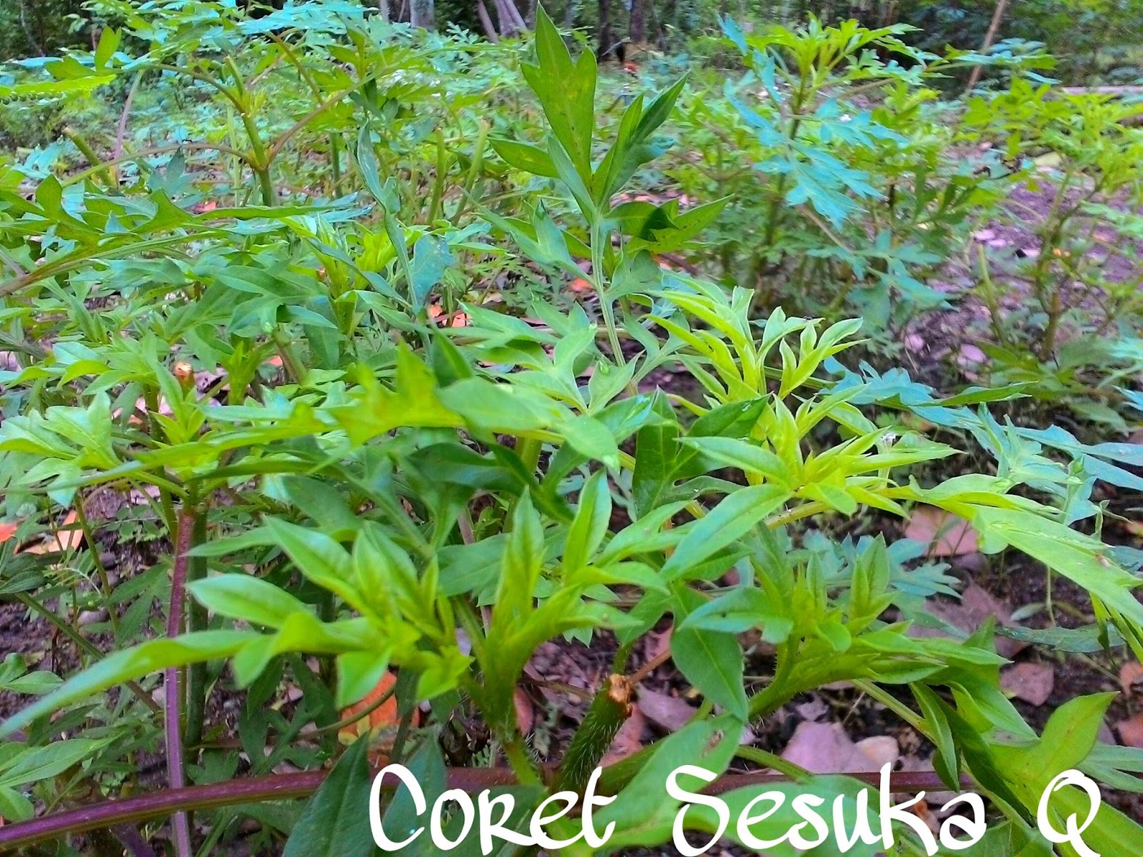 Berbagai Manfaat daun Kenikir ~ Coret sesuka Q