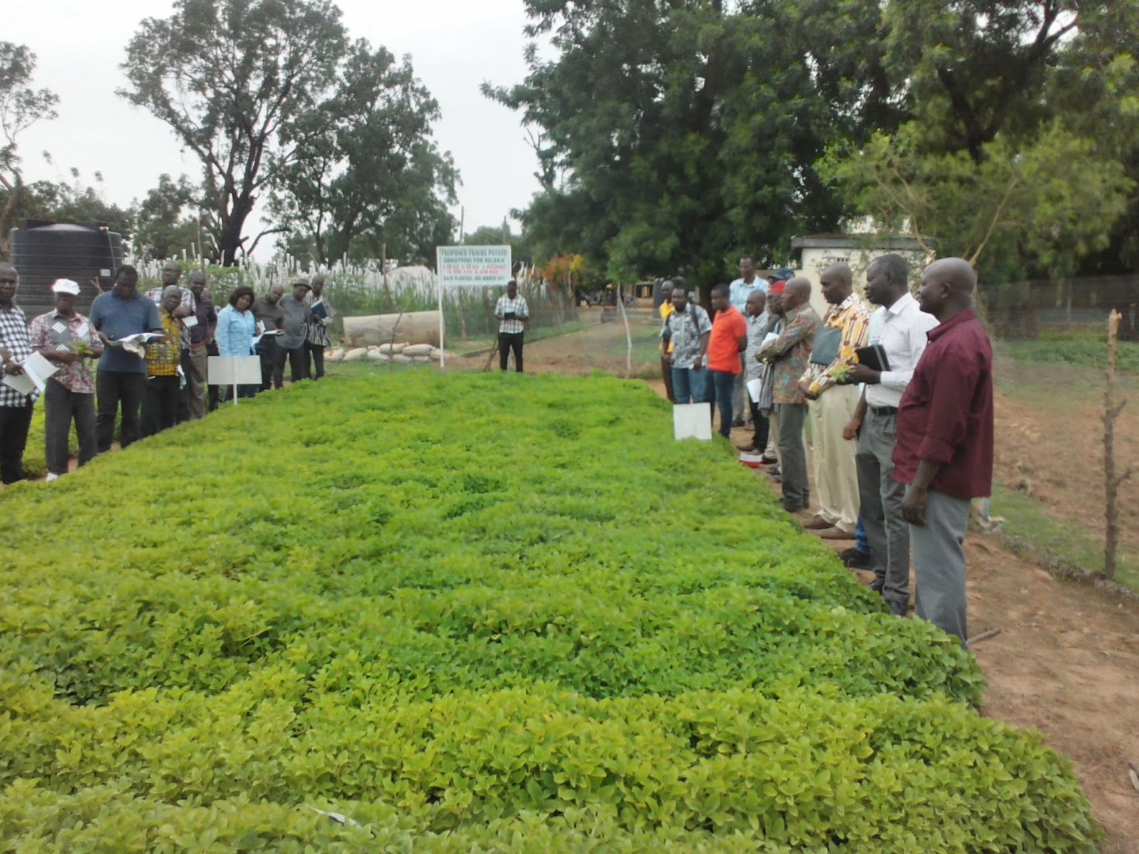 UNTAPPED UPPER EAST REG.: Proposed Frafra Potato Genotypes release ...