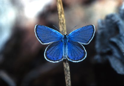 Environmental Science at Ashland University: The Beautiful Karner Blue
