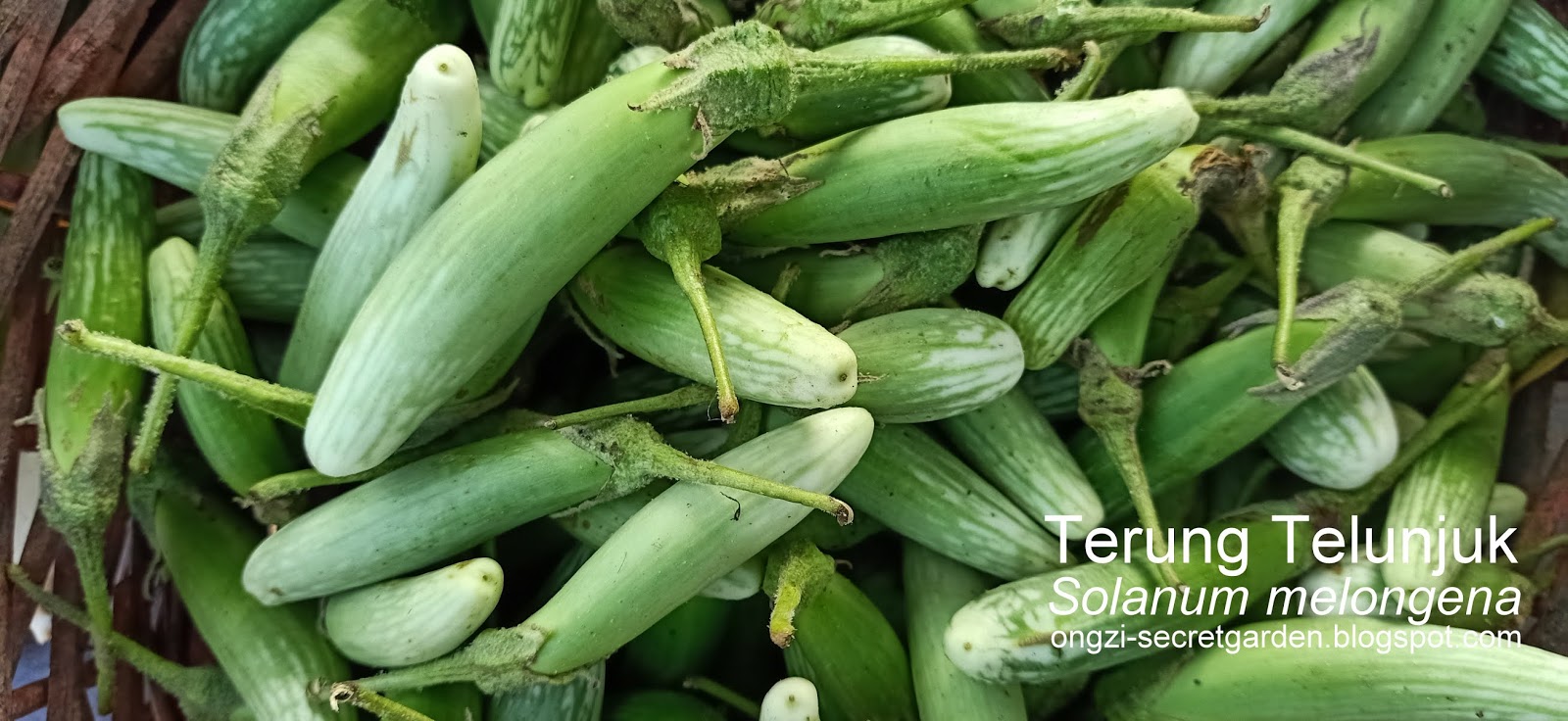 Ongzi's SecretGarden: Seremban : Terung Telunjuk