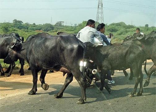 Horn OK Please: A Day Trip to Surat