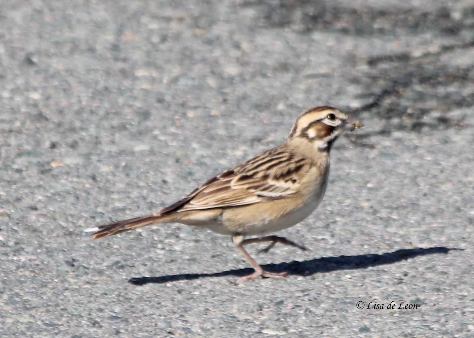 Birding with Lisa de Leon: Lark Sparrow