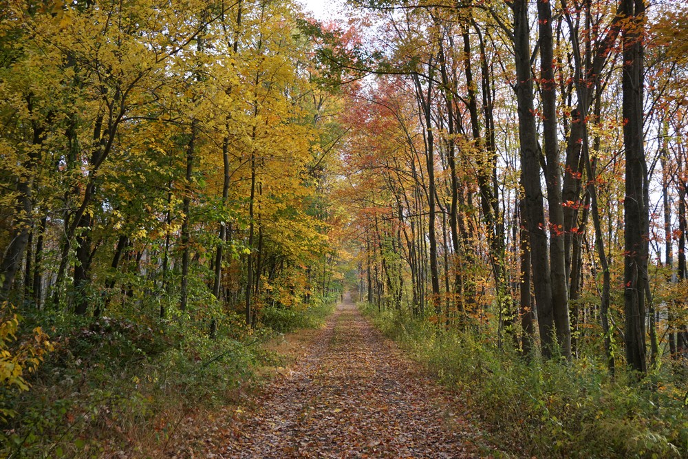 Harriman Hiker: Harriman State Park and Beyond: Mt. Ivy Swamp, Samuel G ...