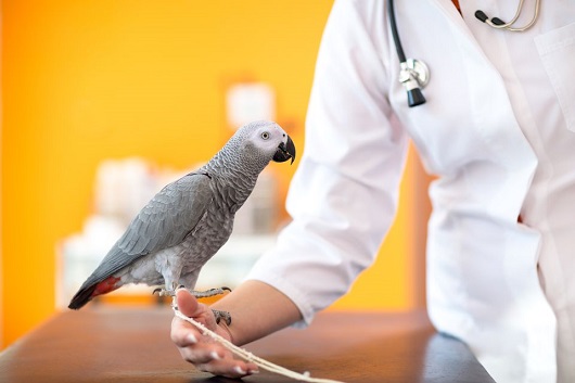 Vet Tips: Parasites In Pet Birds - Scaly Face Mites