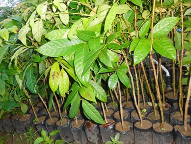 Mahoni | CV. WAHYU TANI PUTRA