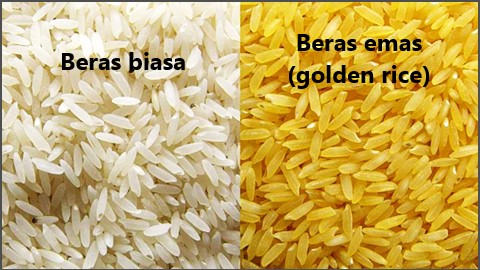 Contoh produk bioteknologi modern