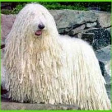 NUESTROS PERROS: Los komodoro