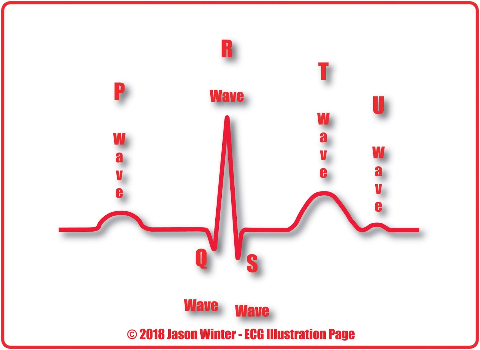 ECG Educator Blog : Waves and segments
