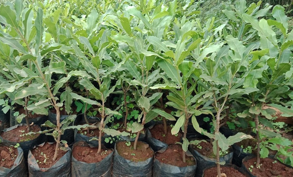 Rich Farm Kenya: Profitable Agribusiness Ideas in Fruit Farming ...