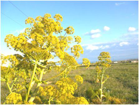 les fruits bios du sud: Les bienfaits de la férule…