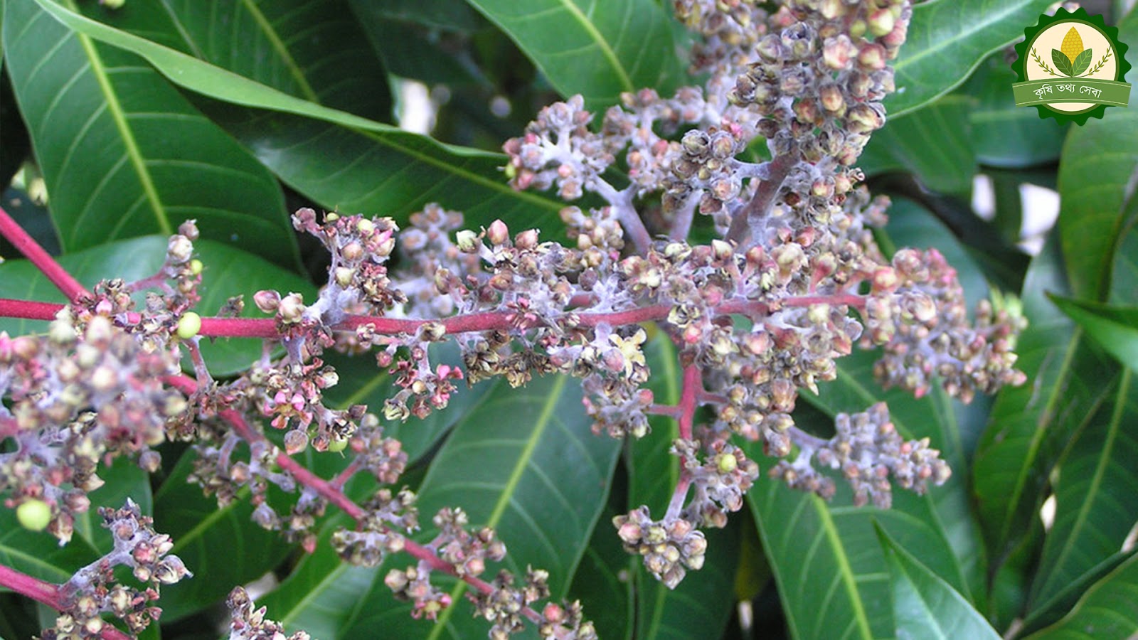 Disease Management of Mango - কৃষি তথ্য সেবা