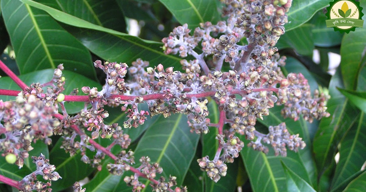 Disease Management of Mango - কৃষি তথ্য সেবা