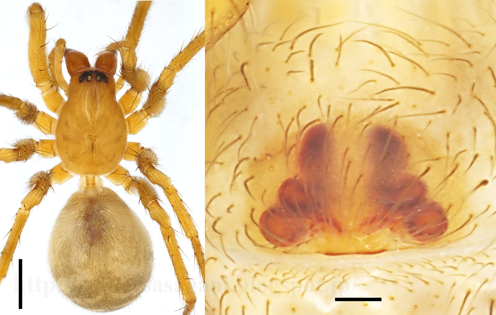 細蟹屋: Cybaeidae ナミハグモ科