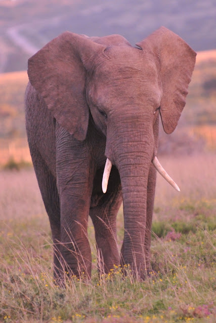 BlackLOG: A typical BlackLOG journey and Rippons Safari day 1