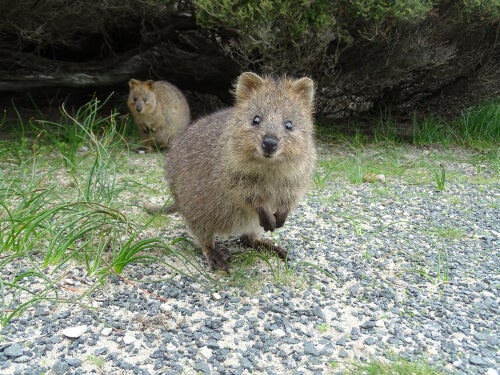 ANIMALS TIME : Cute Quokka time (hora del quokka tierno) Gallery 5