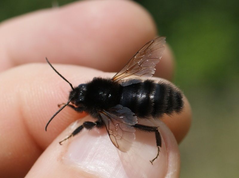 21 Foto Haiwan Dengan Keseluruhan Tubuh Berwarna Hitam Yang Jarang Dilihat