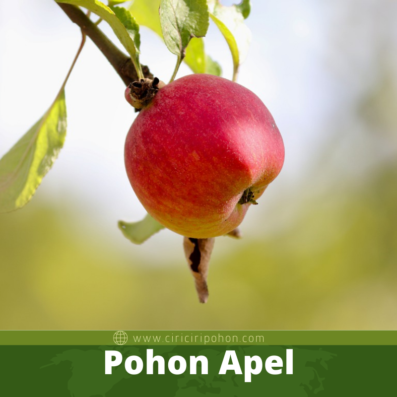 Cara Menanam Pohon Apel Dalam Pot - Ciriciripohon.com