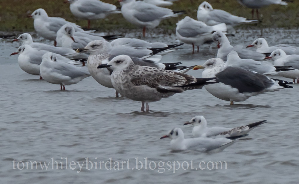 TropicBirdArt Blog from Holt: 20211008,19 Baltic Gull, Cley Marshes pre ...