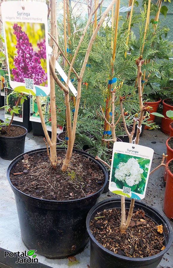 Arbustos, árboles frutales y ornamentales | Plantas