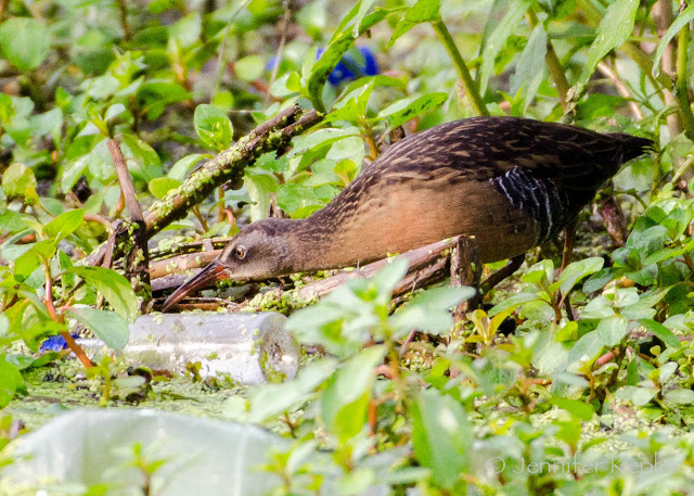Snapshots of Nature: Trash Birds