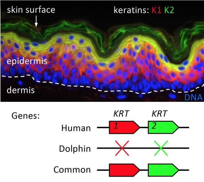 XTerraSpace: Skin game: Study peels back details on mammalian keratin ...