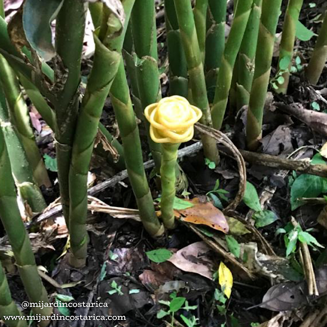 Jengibre de Colmena o Flor de Maraca (Zingiber Spectabile) - "Mi Jardín ...