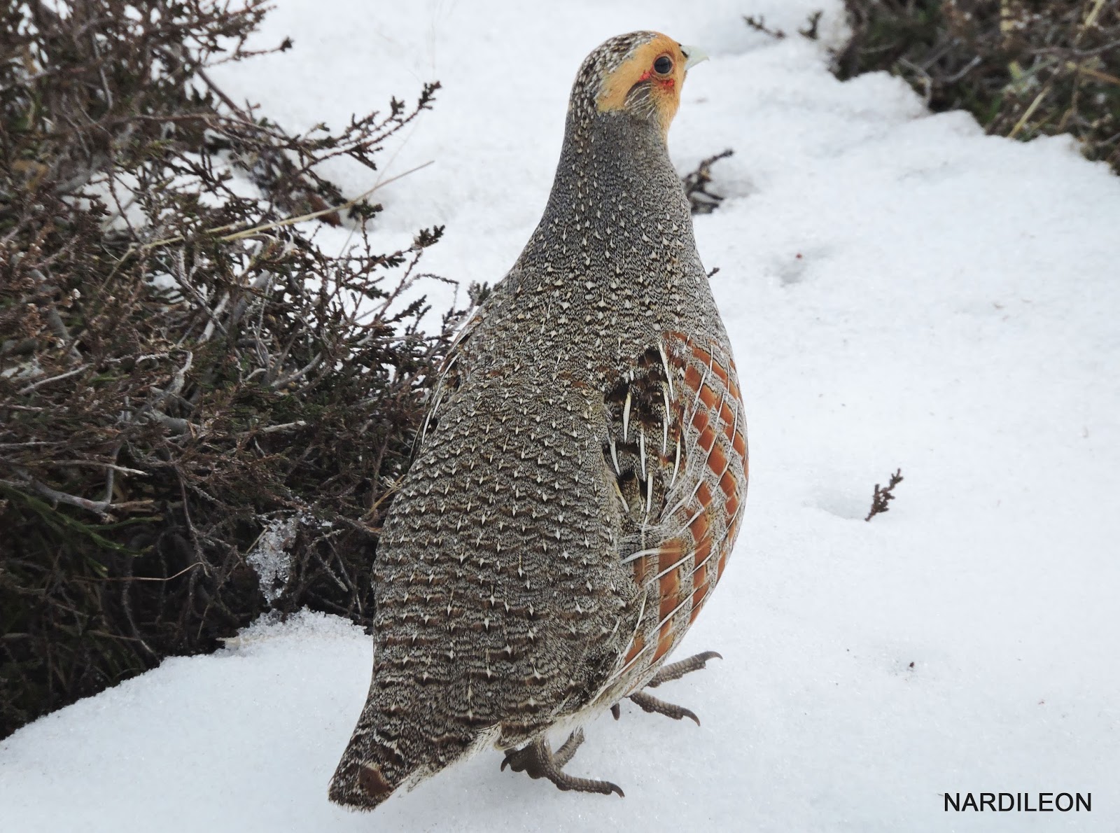 NARDILEON: Perdiz pardilla (Perdix perdix)