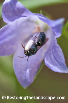 Restoring The Landscape With Native Plants: Native Bee Spotlight: Small ...