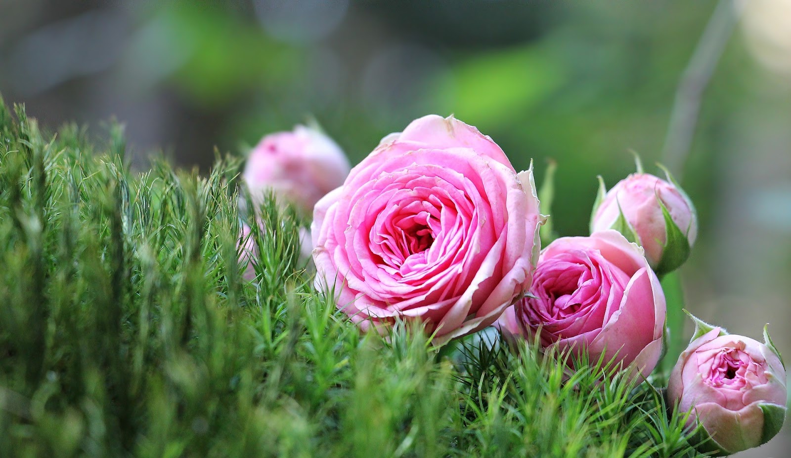 Wake Up And Smell The Roses wake-up-and-smell-the-roses