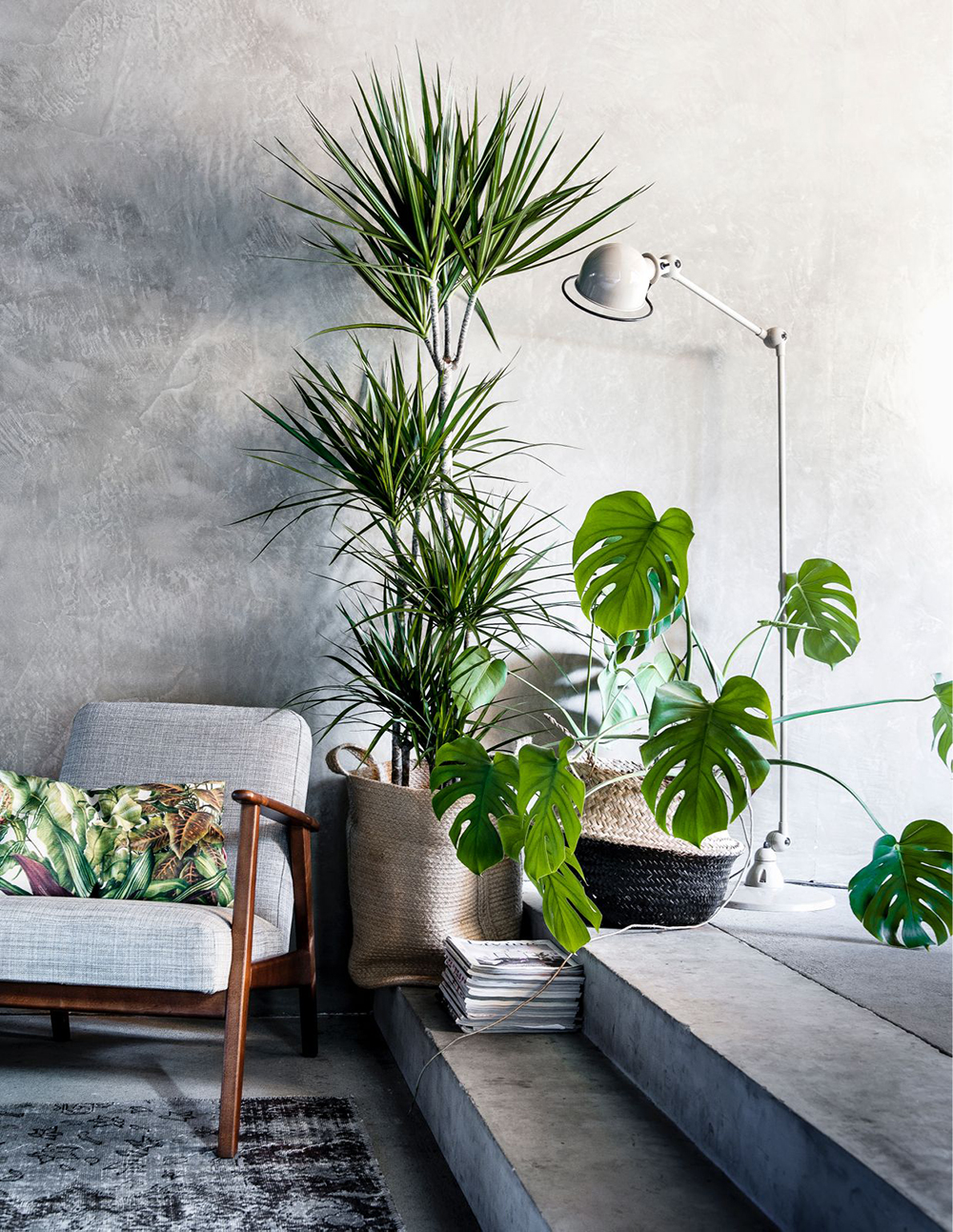 Decorar con monstera, la planta de moda que querréis tener