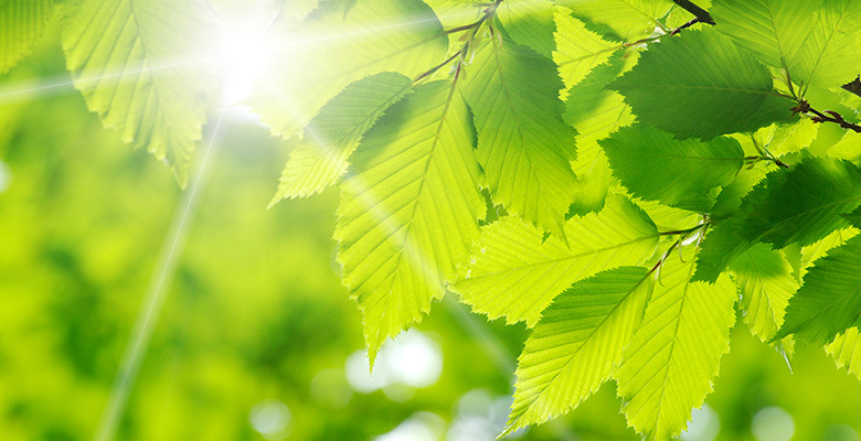 Arabic Knowledge Blog What Does Color Green arabic-knowledge-blog-what-does-color-green