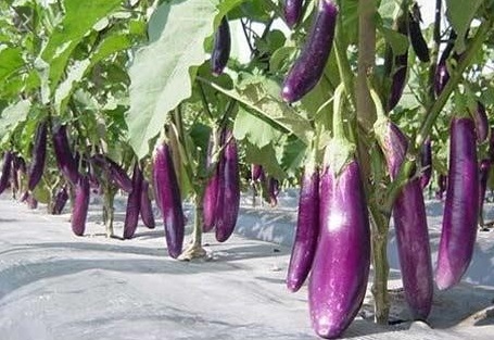 Anim Agro Technology: PESARA TLDM TANAM TERUNG