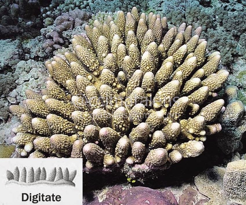 Pamacca: Bentuk Pertumbuhan Karang