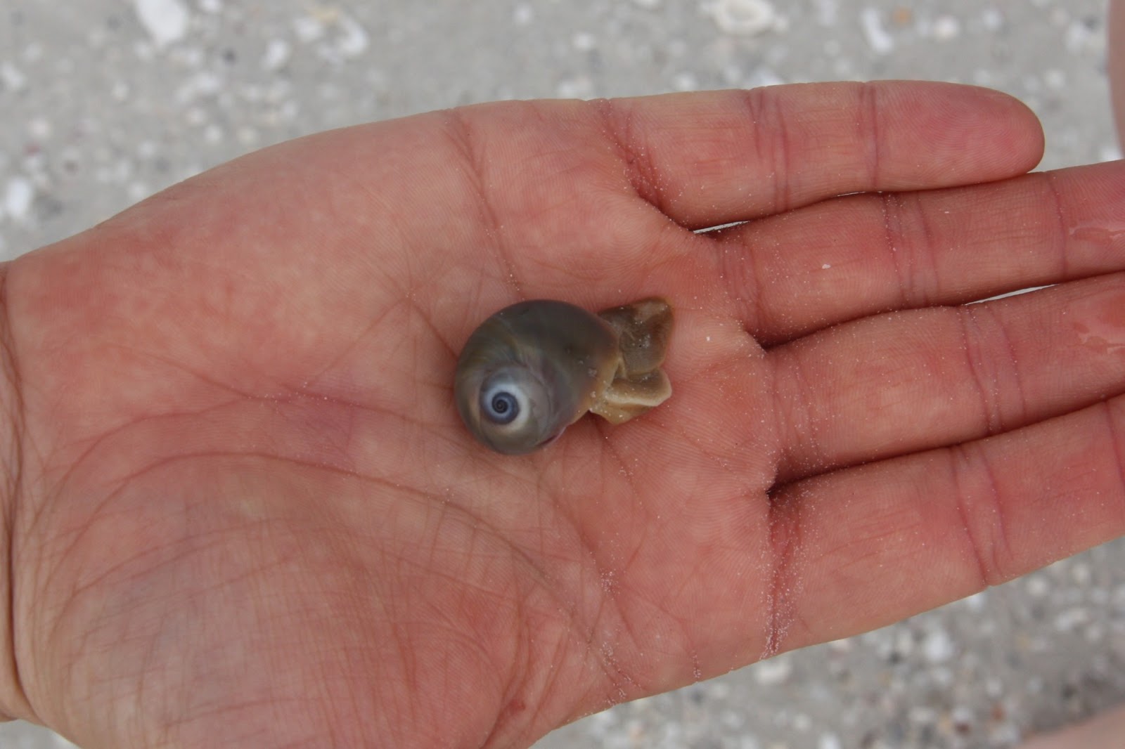 B-Collaborative: Learning from Moon Snails