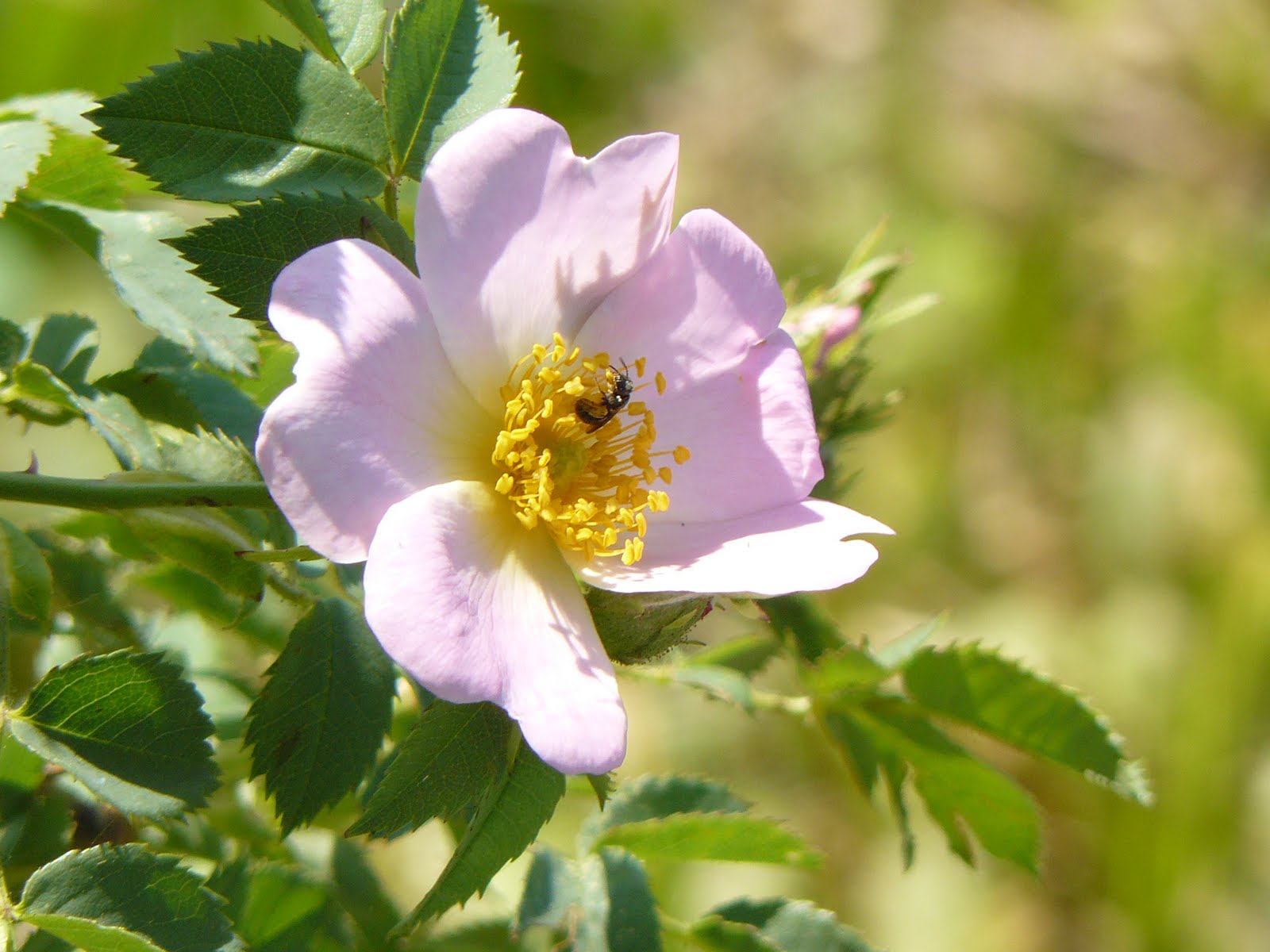 Blog cu de toate: FRUCTELE DE PADURE