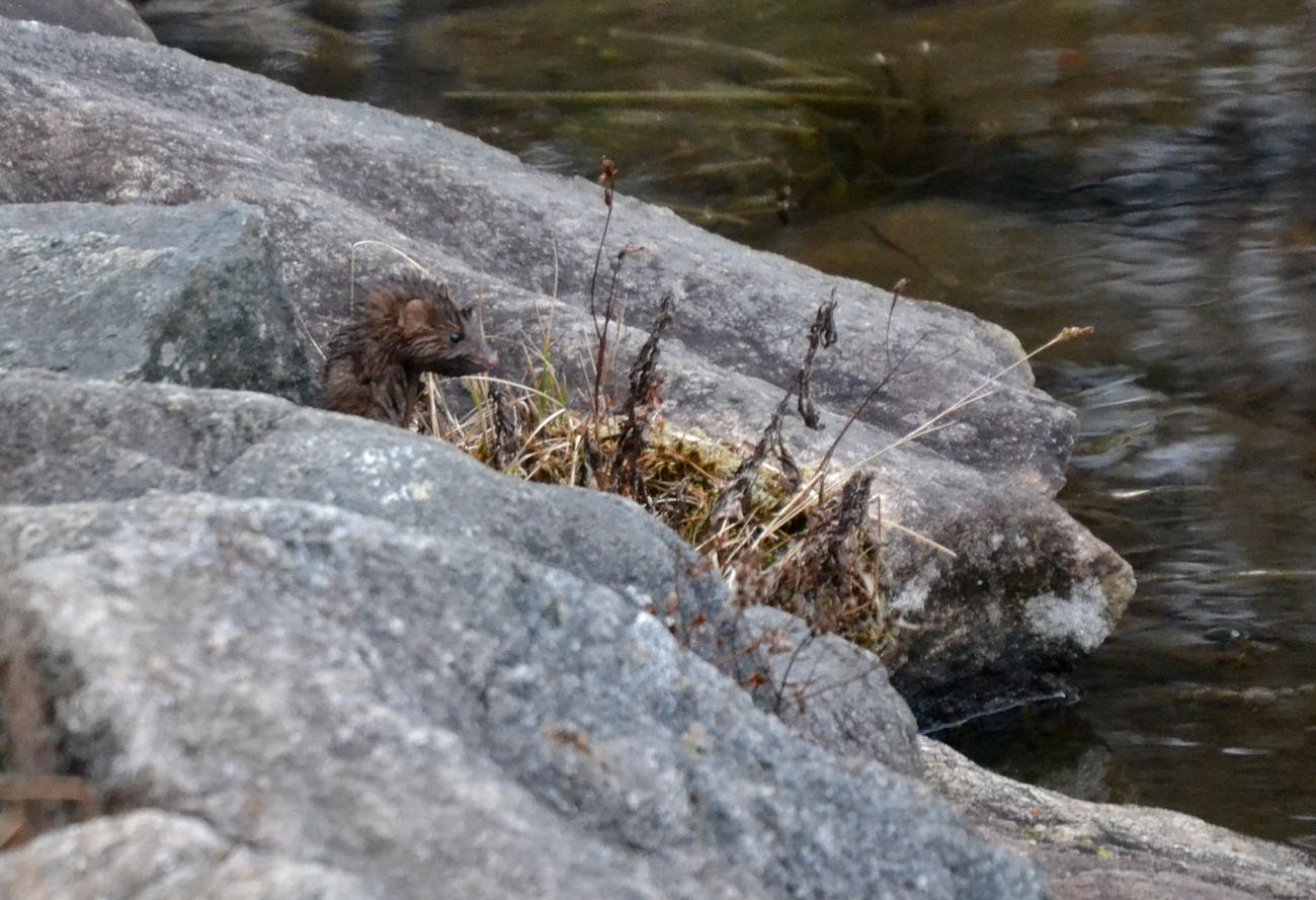 Woods Walks and Wildlife: March 2012