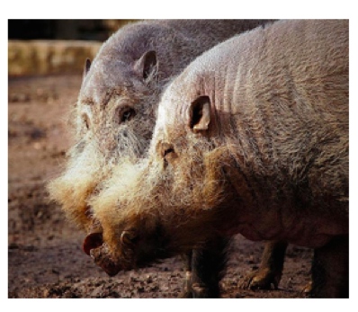 Fourteen Heritage Pig Breeds | Big Picture Agriculture