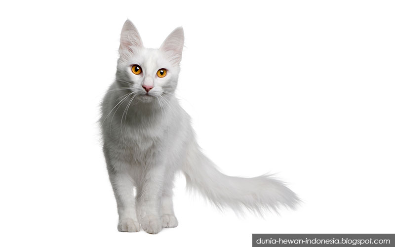 Kenali Jenis-Jenis Kucing Terpopuler yang Lucu dan Banyak Dipelihara