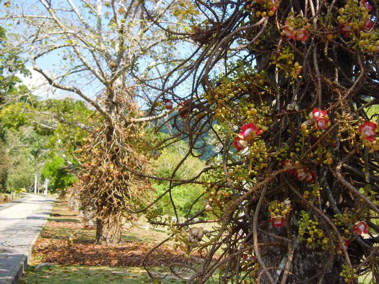 Cannonball Tree (Couroupita guianensis)