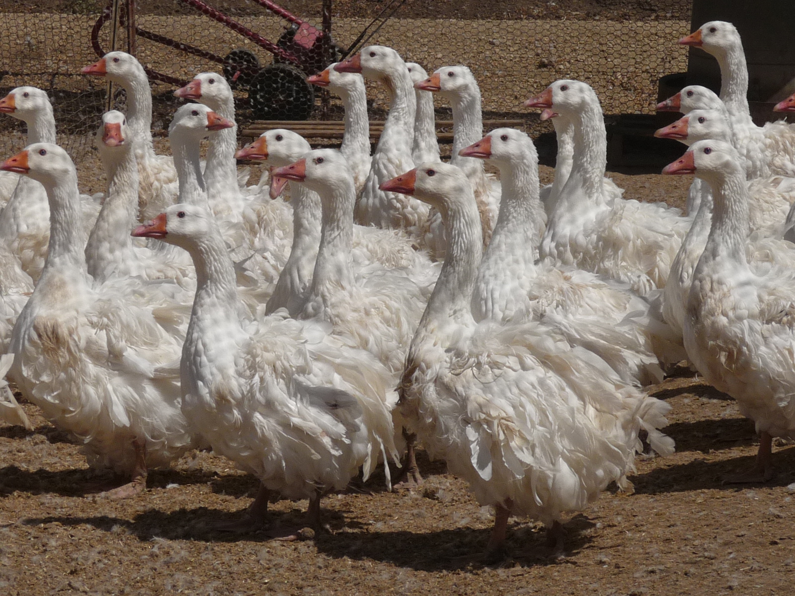 Metzer Farms Duck and Goose Blog: Sebastopol Geese