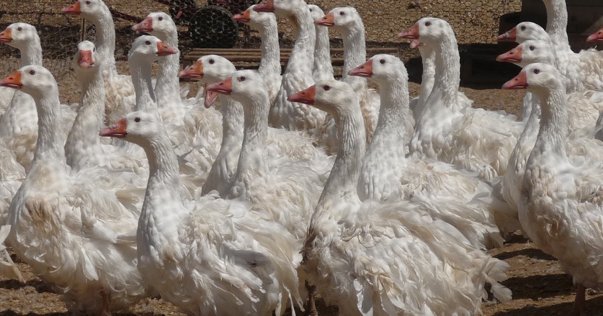 Metzer Farms Duck and Goose Blog: Sebastopol Geese