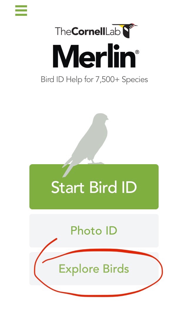 Getting Started – Birding by Ear with Merlin