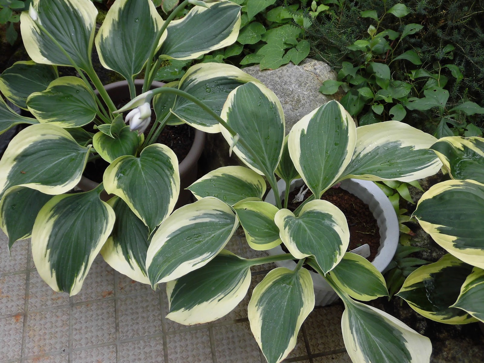 60歳で無職の優雅な日々: ギボウシ・皇帝 Hosta 'Koutei'