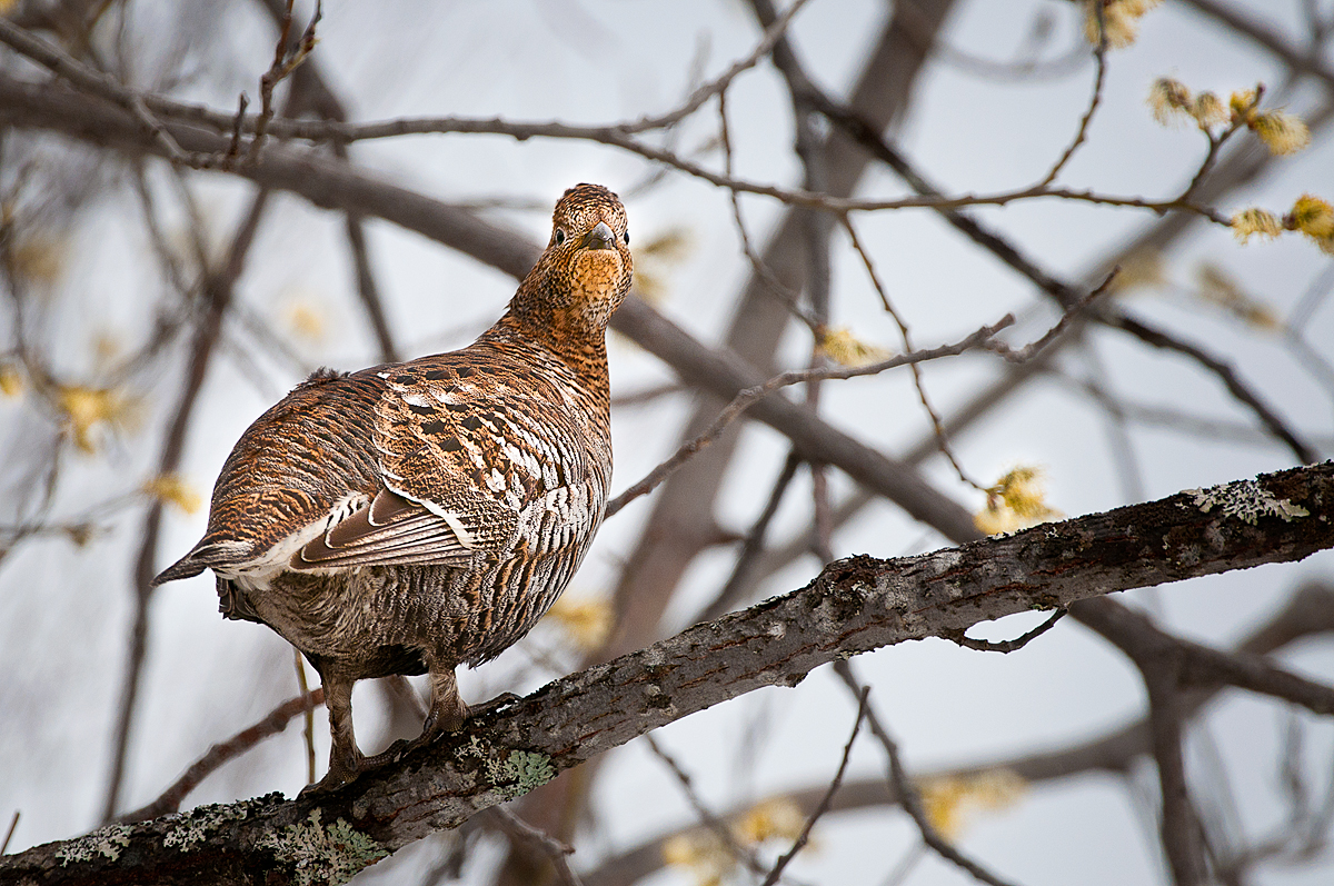 Bjørn Oddvar Landsem: Orrhøne og røy