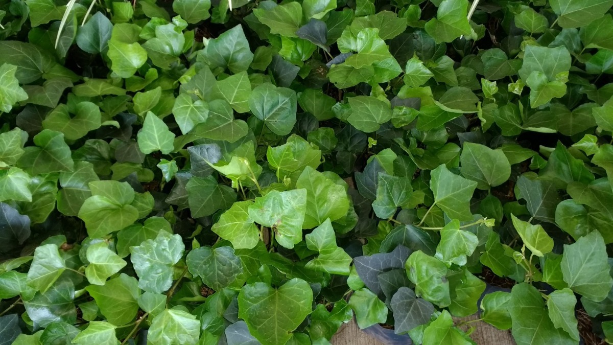 Elixir para olvidar: