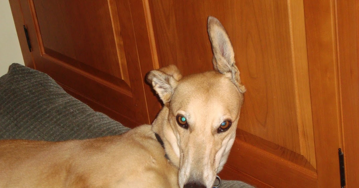 Greyhound Roo: A Mad Dash