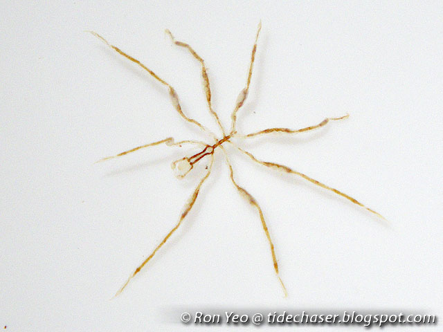 tHE tiDE cHAsER: Arthropods (Phylum Arthropoda) of Singapore