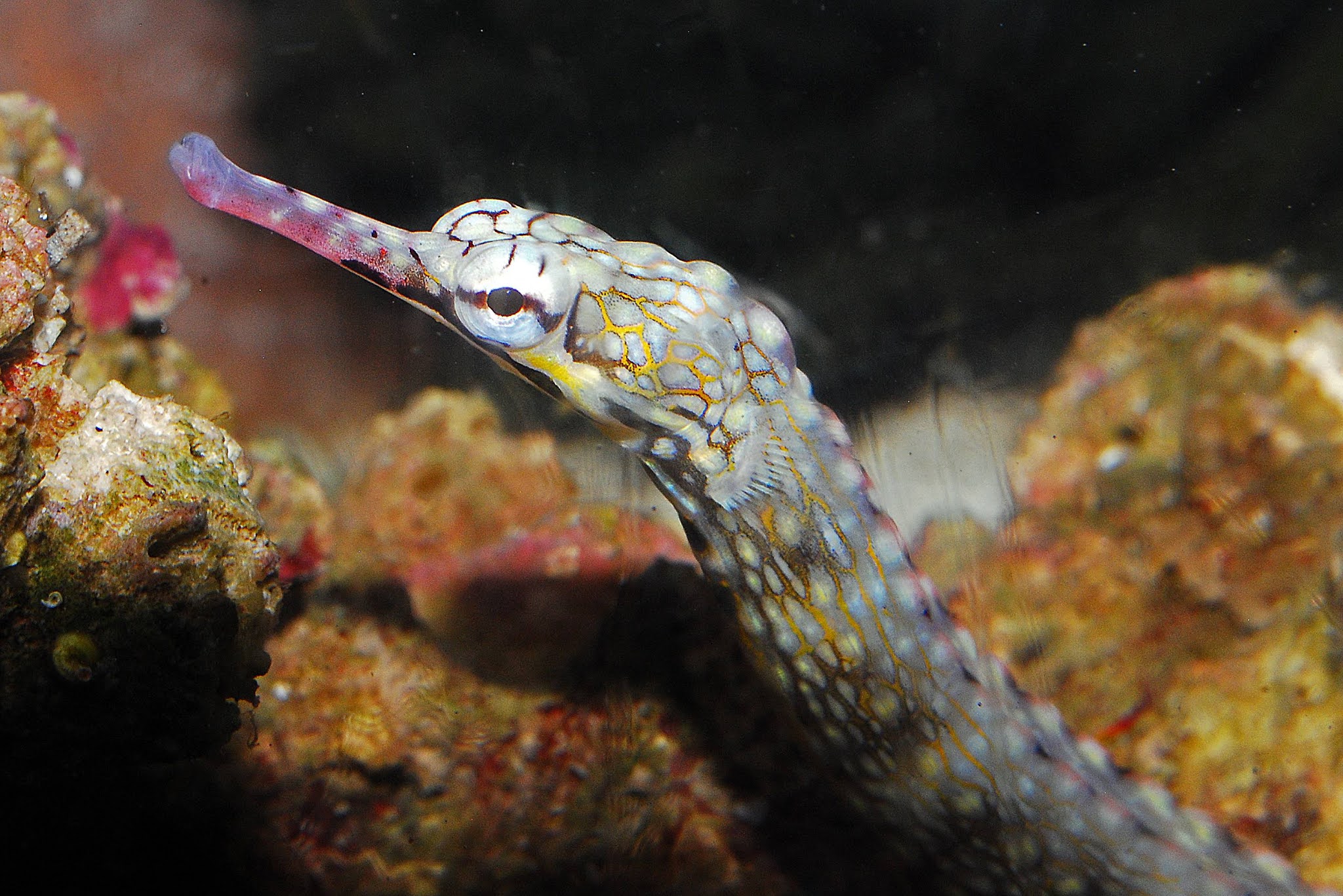 aquarium adventures: 2018