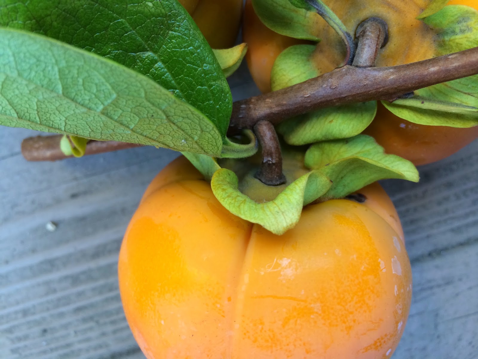Trees of Santa Cruz County: Diospyros kaki 'Fuyu' - Fuyu Persimmon