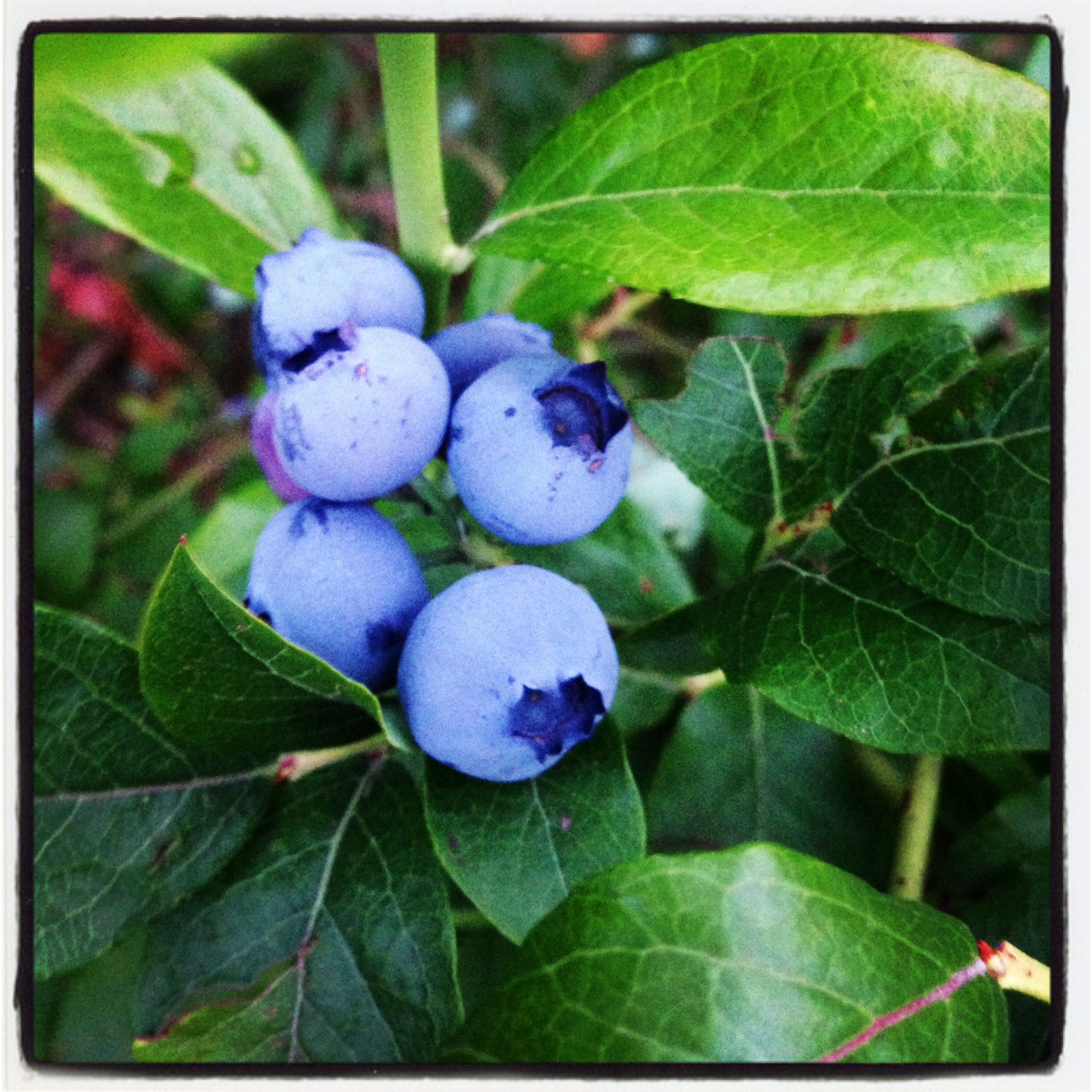 Pollo Loco: Oregon Berry Tribute